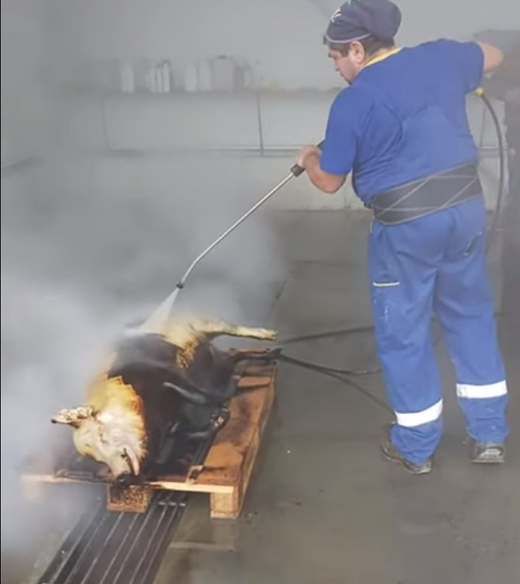 Cu porcul pârlit la spălătorie: doar exterior!